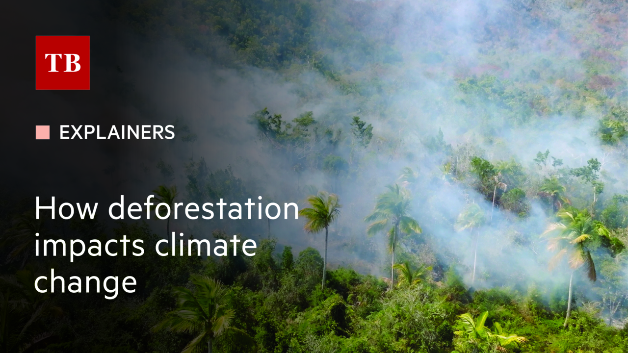 How deforestation impacts climate change - The Banker